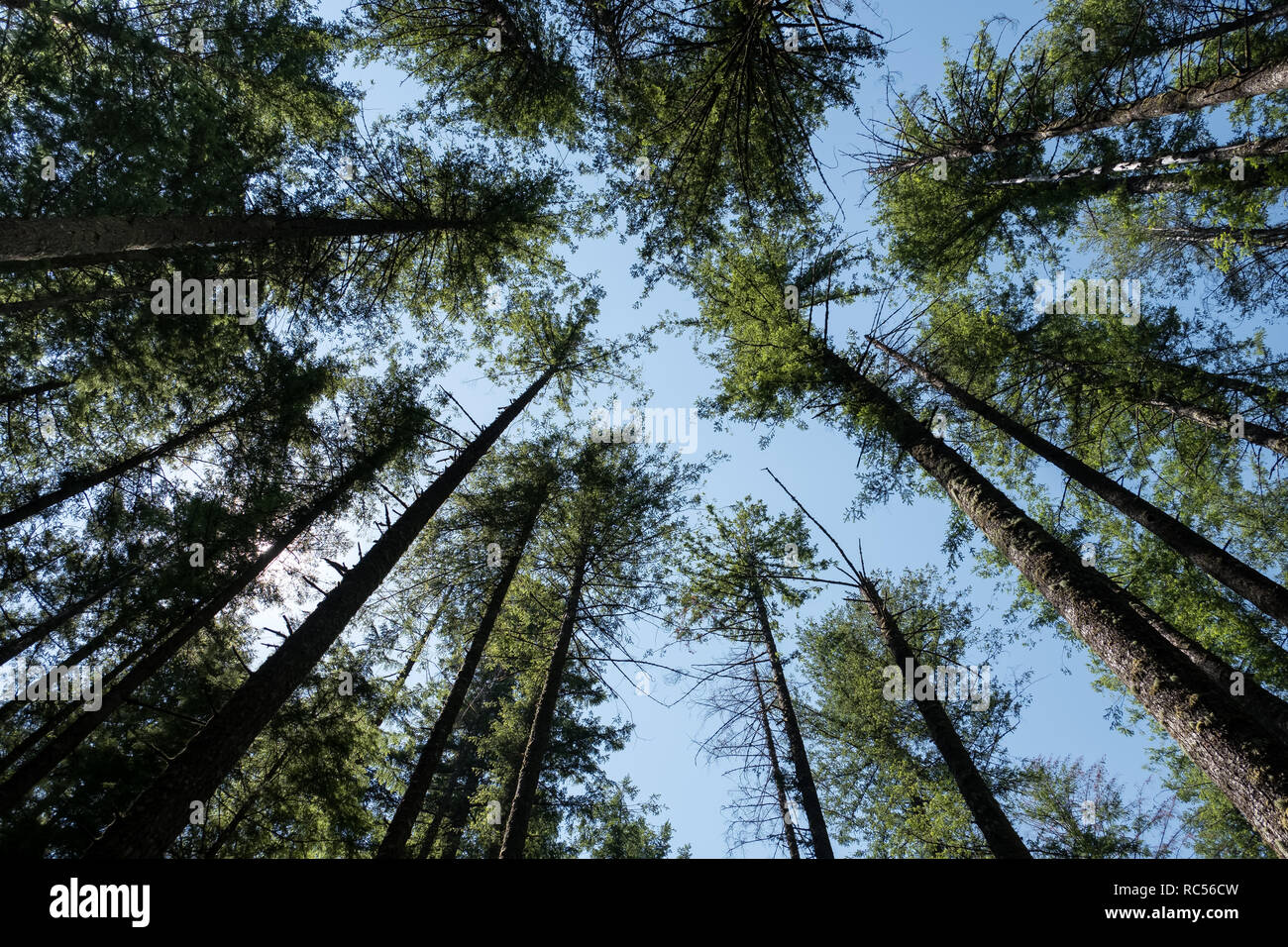 Trunks high pine trees hi-res stock photography and images - Alamy