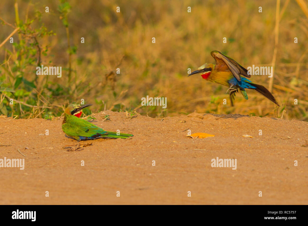 South african water birds hi-res stock photography and images - Alamy