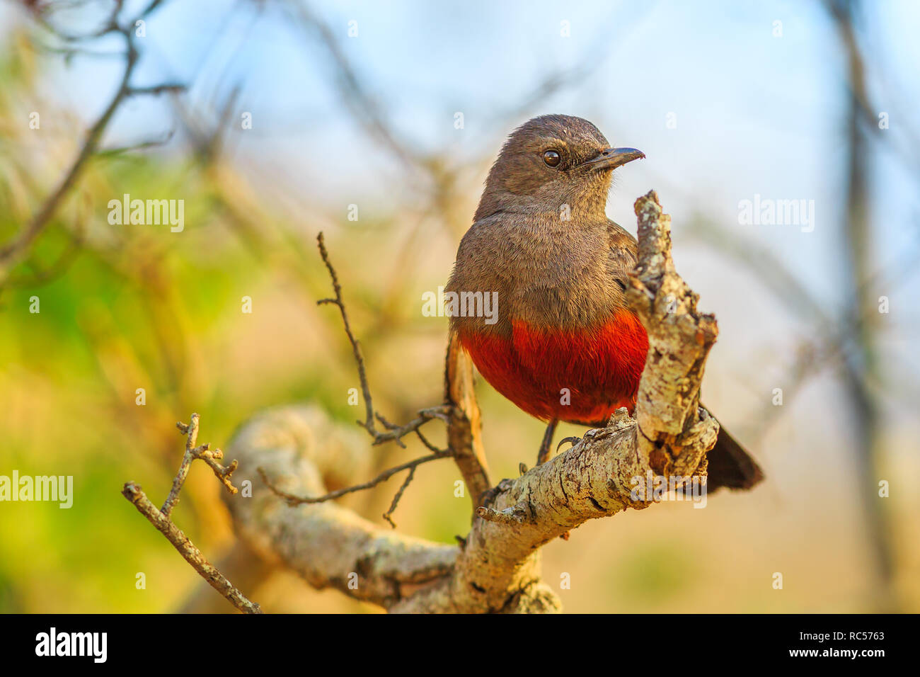 black-red mocking cliff chat on a tree in Kruger National Park, South ...