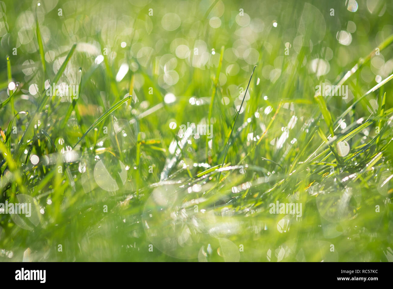 Fresh morning dew on spring grass, natural background Stock Photo - Alamy