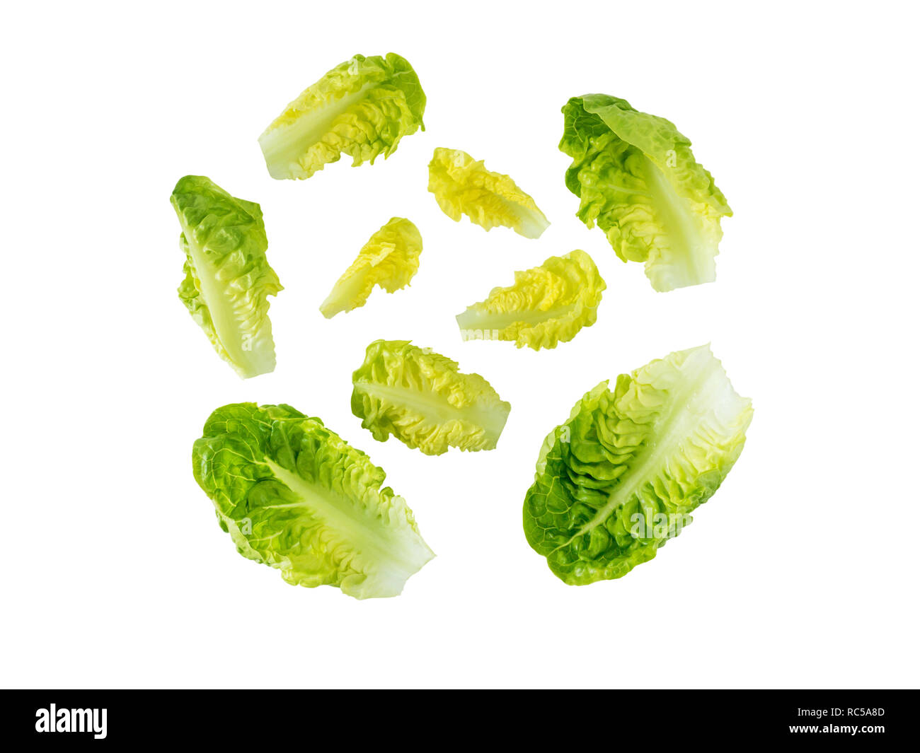 Mini cos lettuce salad leaves isolated on white. Green leafy veggie ...
