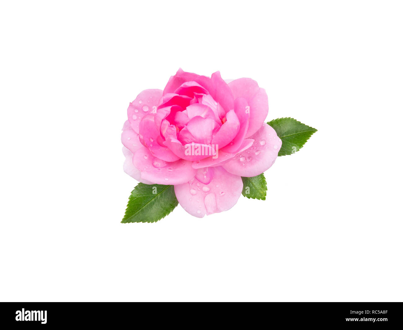 Water petals rose hi-res stock photography and images - Alamy