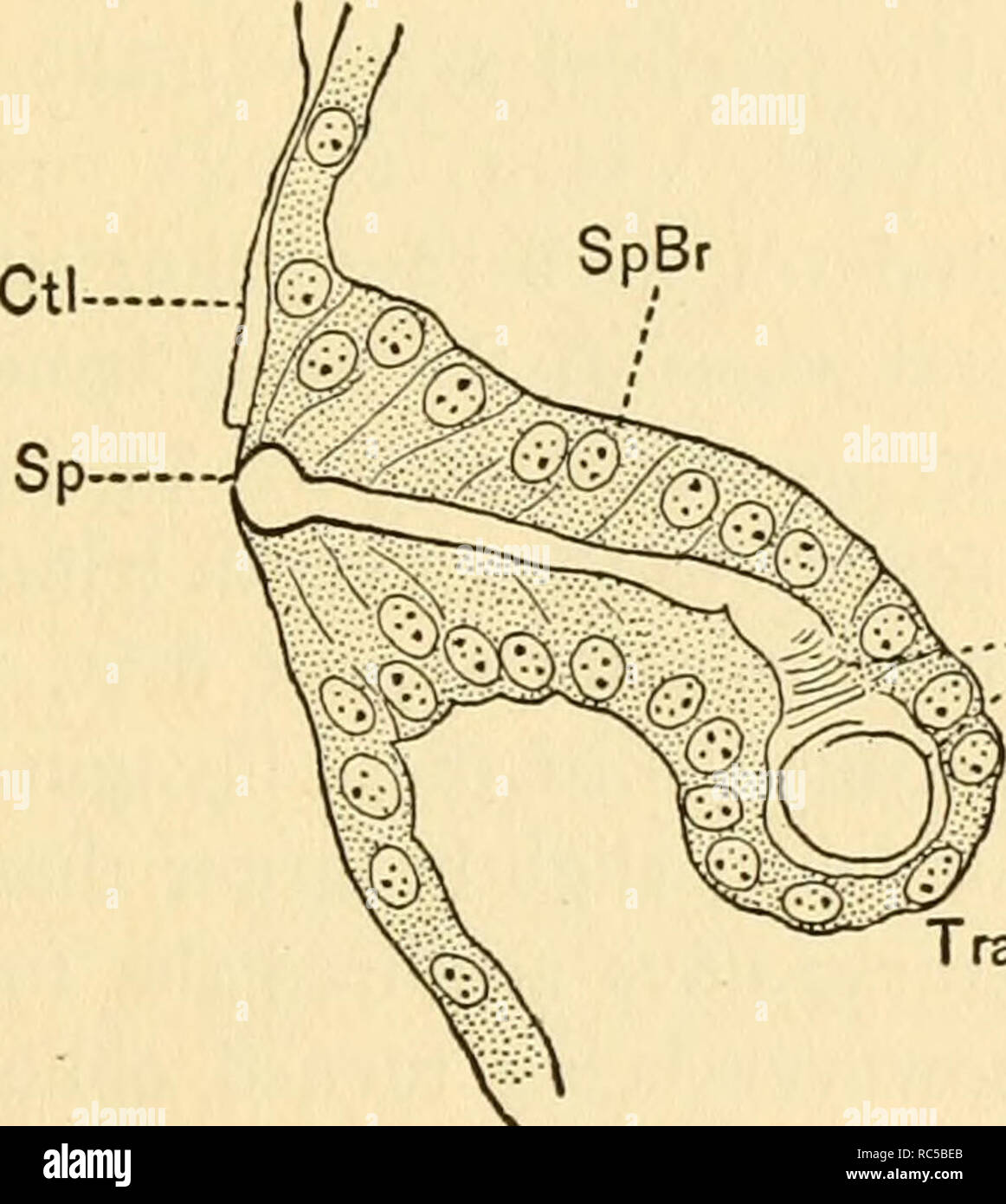 . The embryology of the honey bee. Honeybee; Bees. Fig. 64. Side view ...