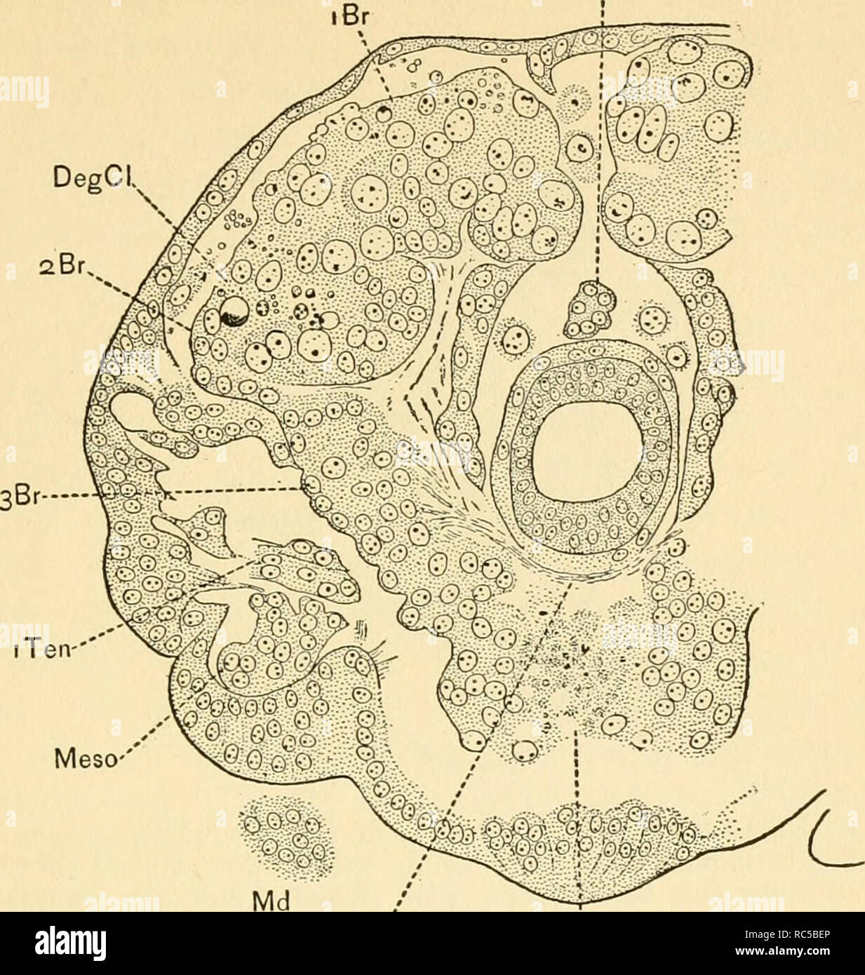 . The embryology of the honey bee. Honeybee; Bees. THE EMBRYOLOGY OF ...