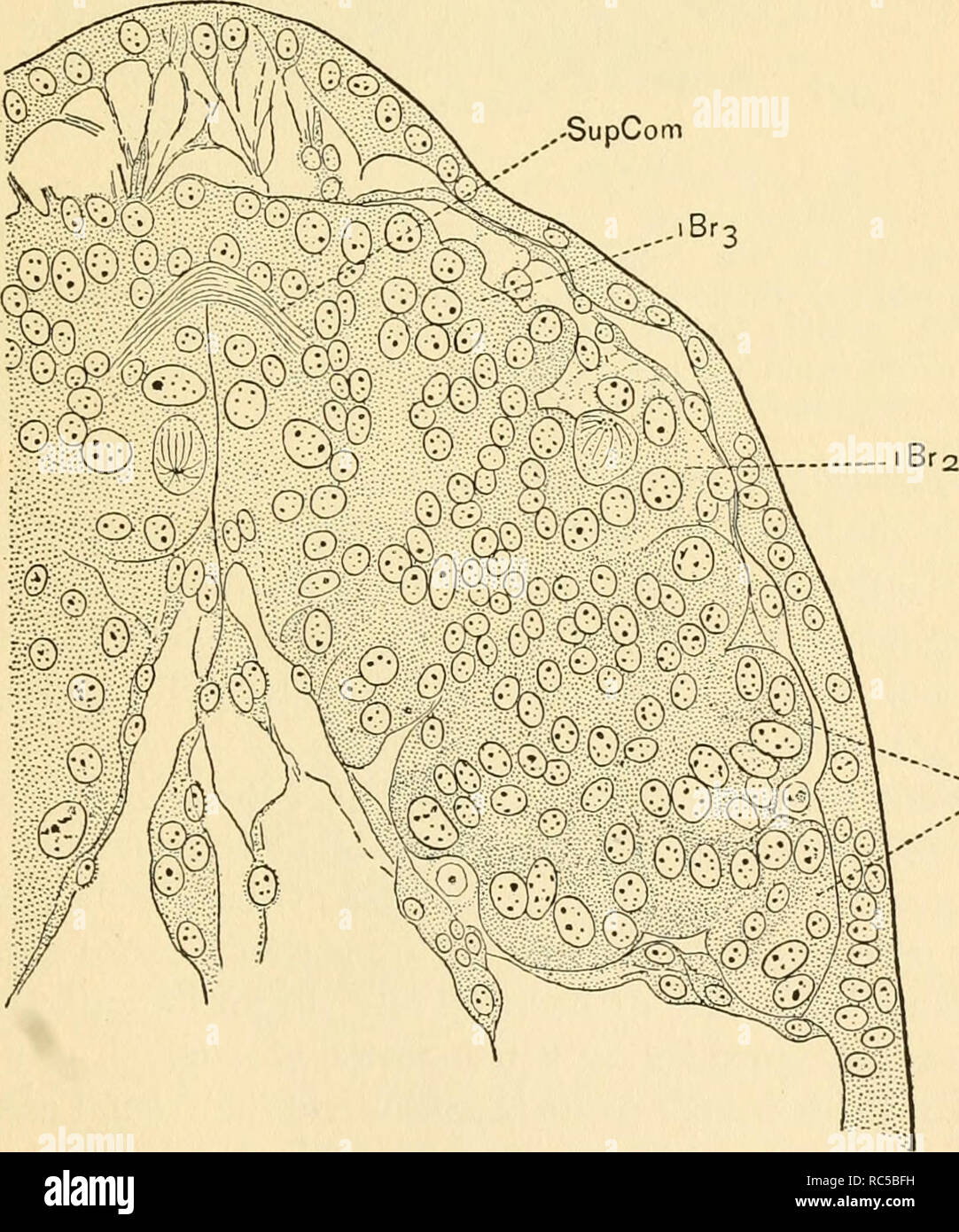 . The embryology of the honey bee. Honeybee; Bees. THE EMBRYOLOGY OF ...