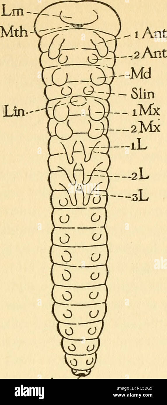 . The embryology of the honey bee. Honeybee; Bees. THE EMBRYOLOGY OF ...