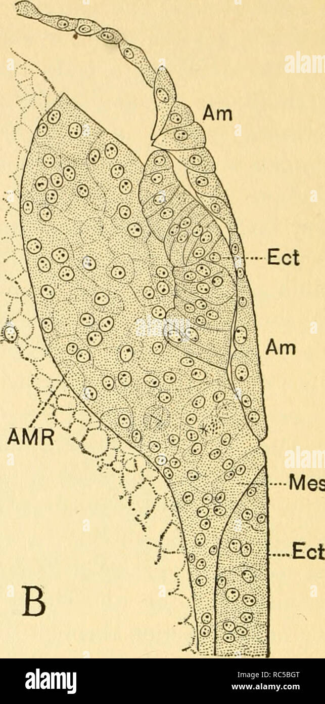. The embryology of the honey bee. Honeybee; Bees. Meso Fig. 26. Median ...