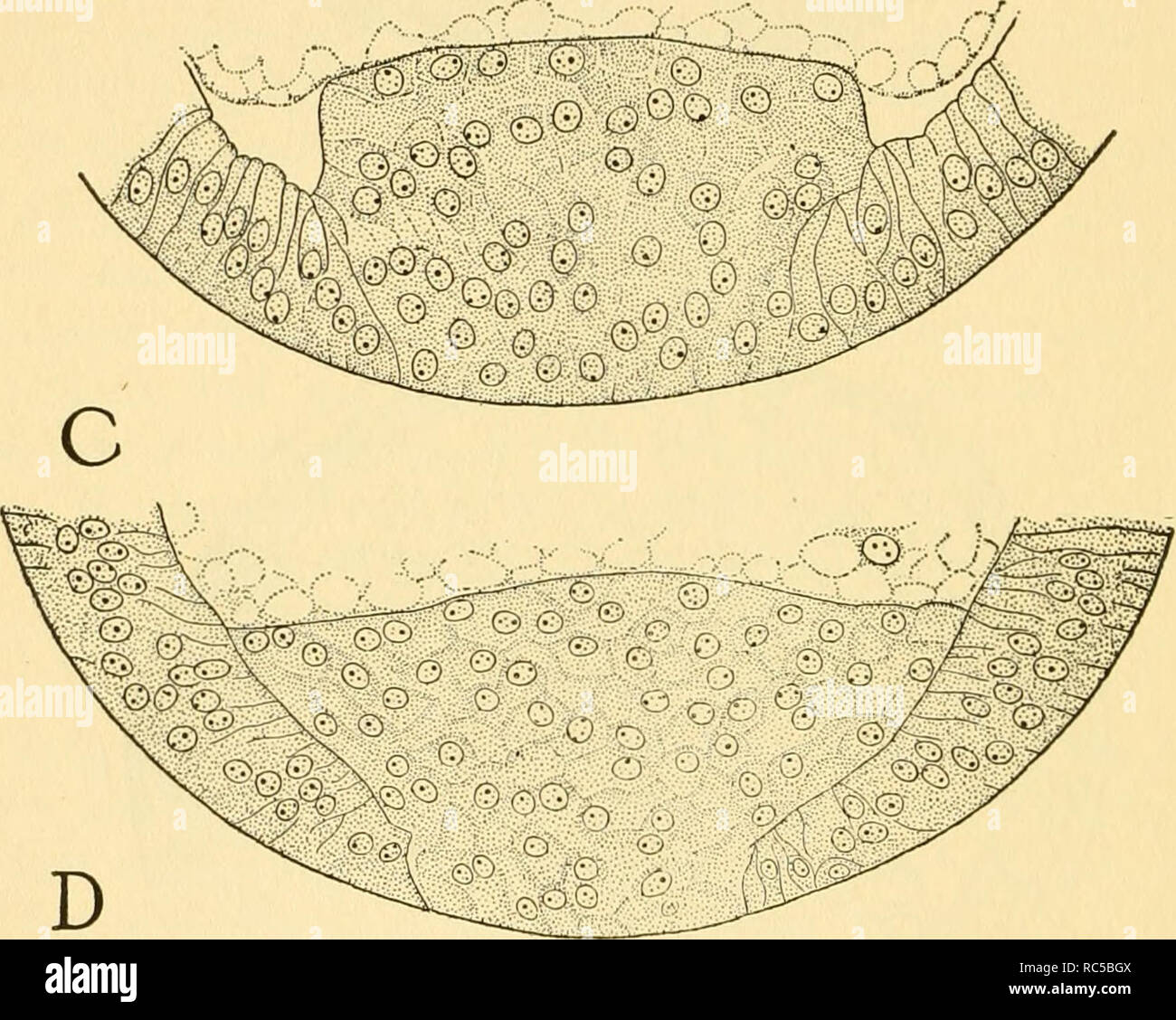 Stages of honey bee production hi-res stock photography and images - Alamy