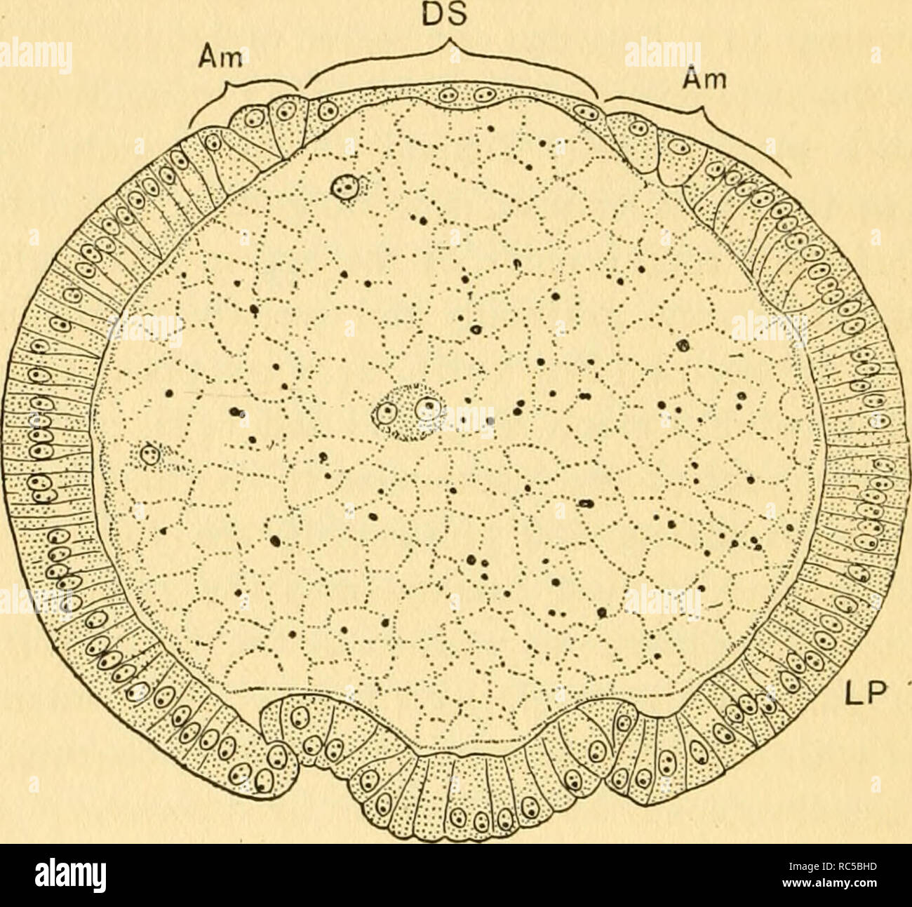 . The embryology of the honey bee. Honeybee; Bees. 44 THE EMBRYOLOGY OF ...