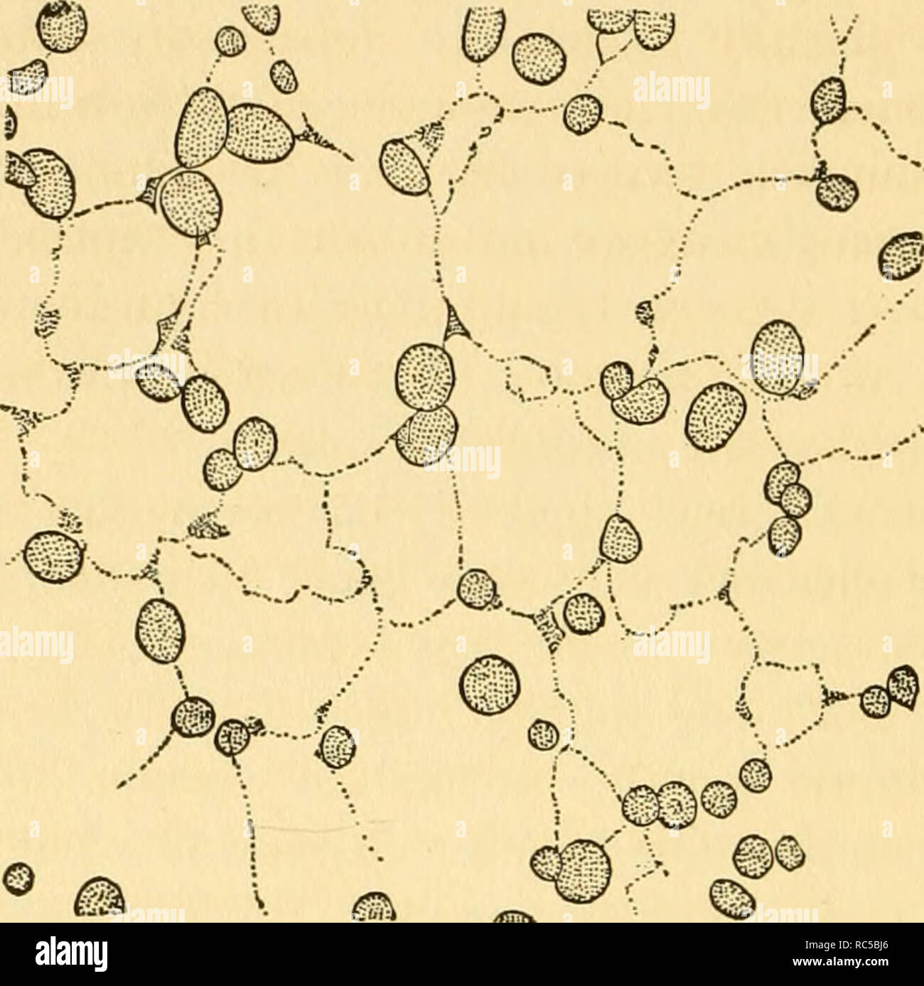 Honeybee network hi-res stock photography and images - Alamy