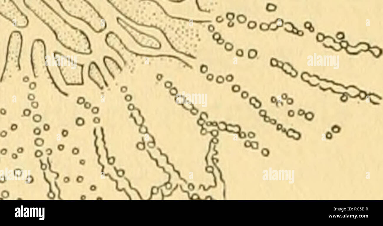 . The embryology of the honey bee. Honeybee; Bees. fiW'¥ %,%. Fig. 2 ...