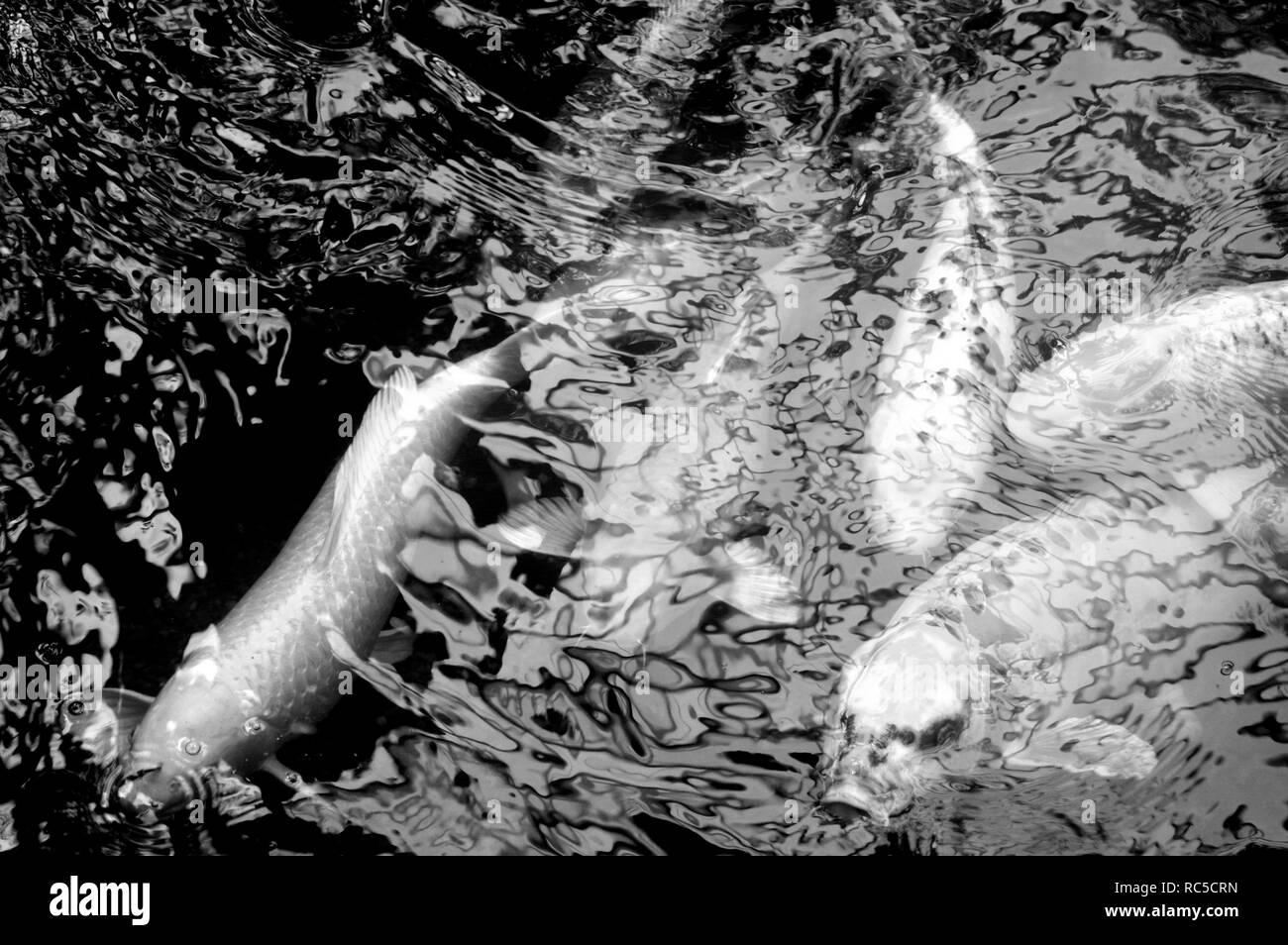 Golden fish on black Black and White Stock Photos & Images - Alamy