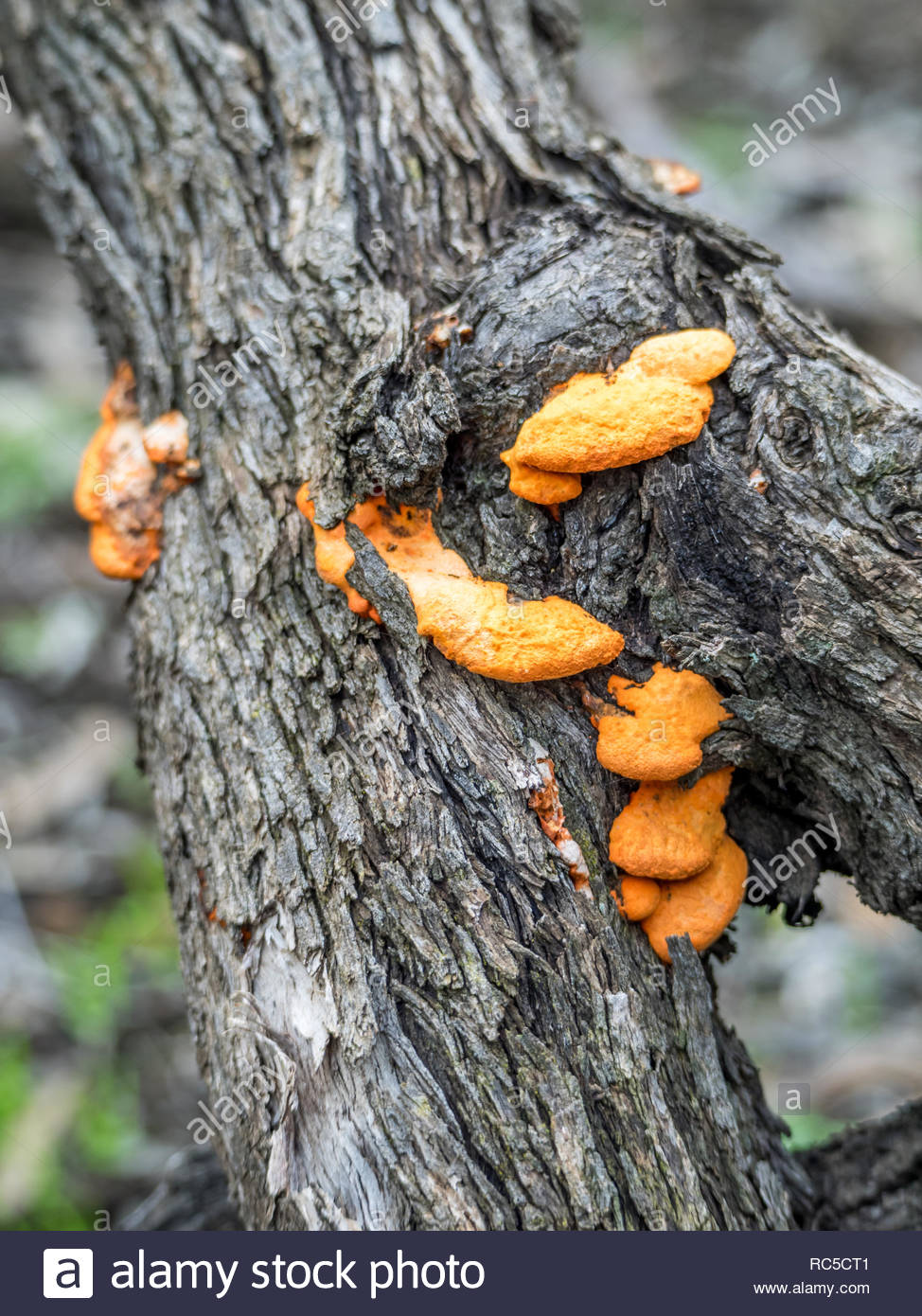 Orange Fungi High Resolution Stock Photography and Images - Alamy