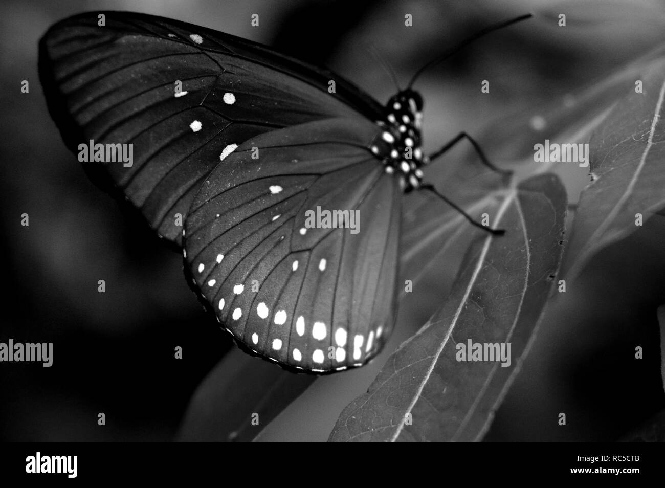 Human butterfly Black and White Stock Photos & Images - Alamy
