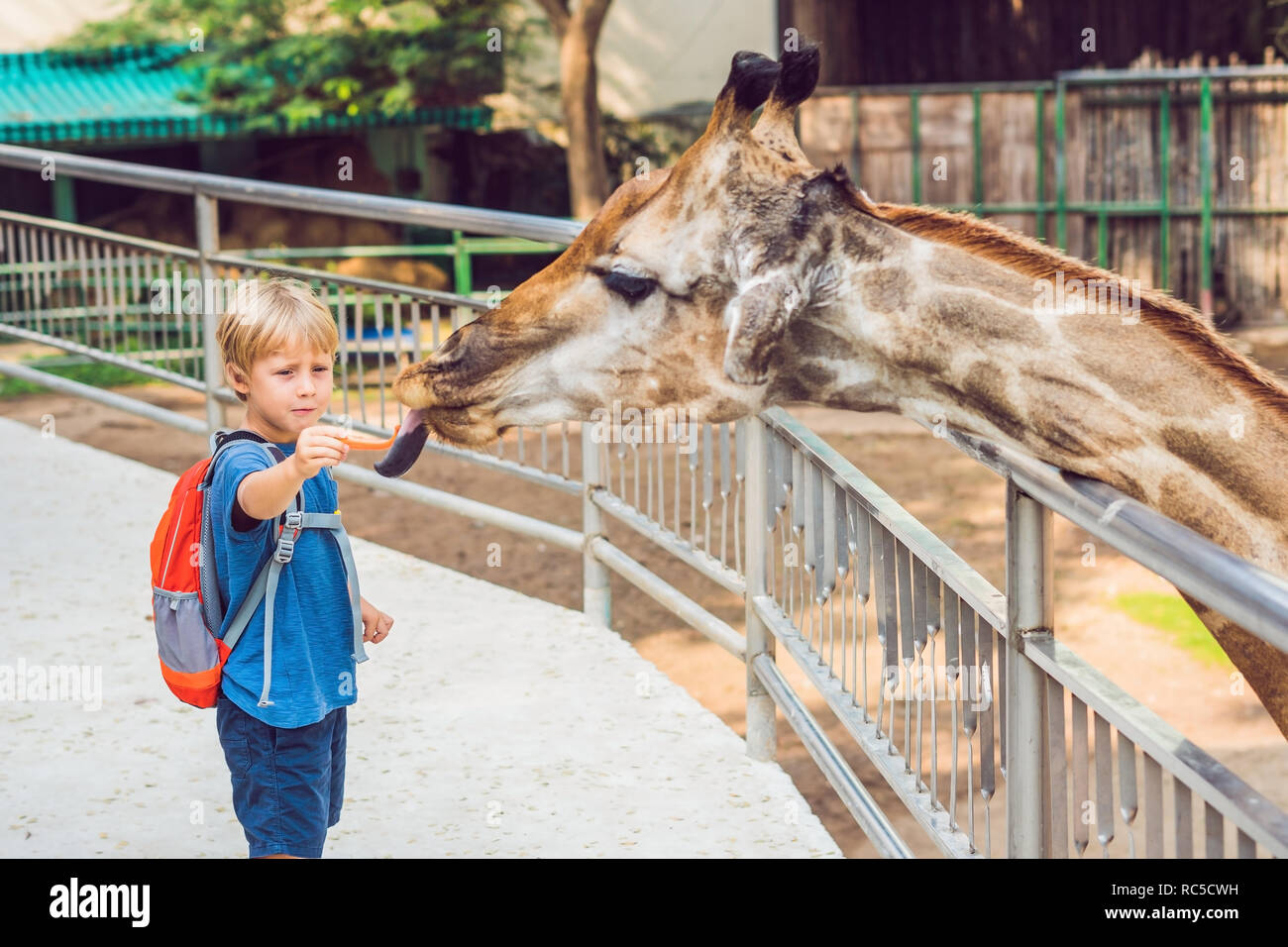little kid boy watching and feeding giraffe in zoo. Happy kid having ...