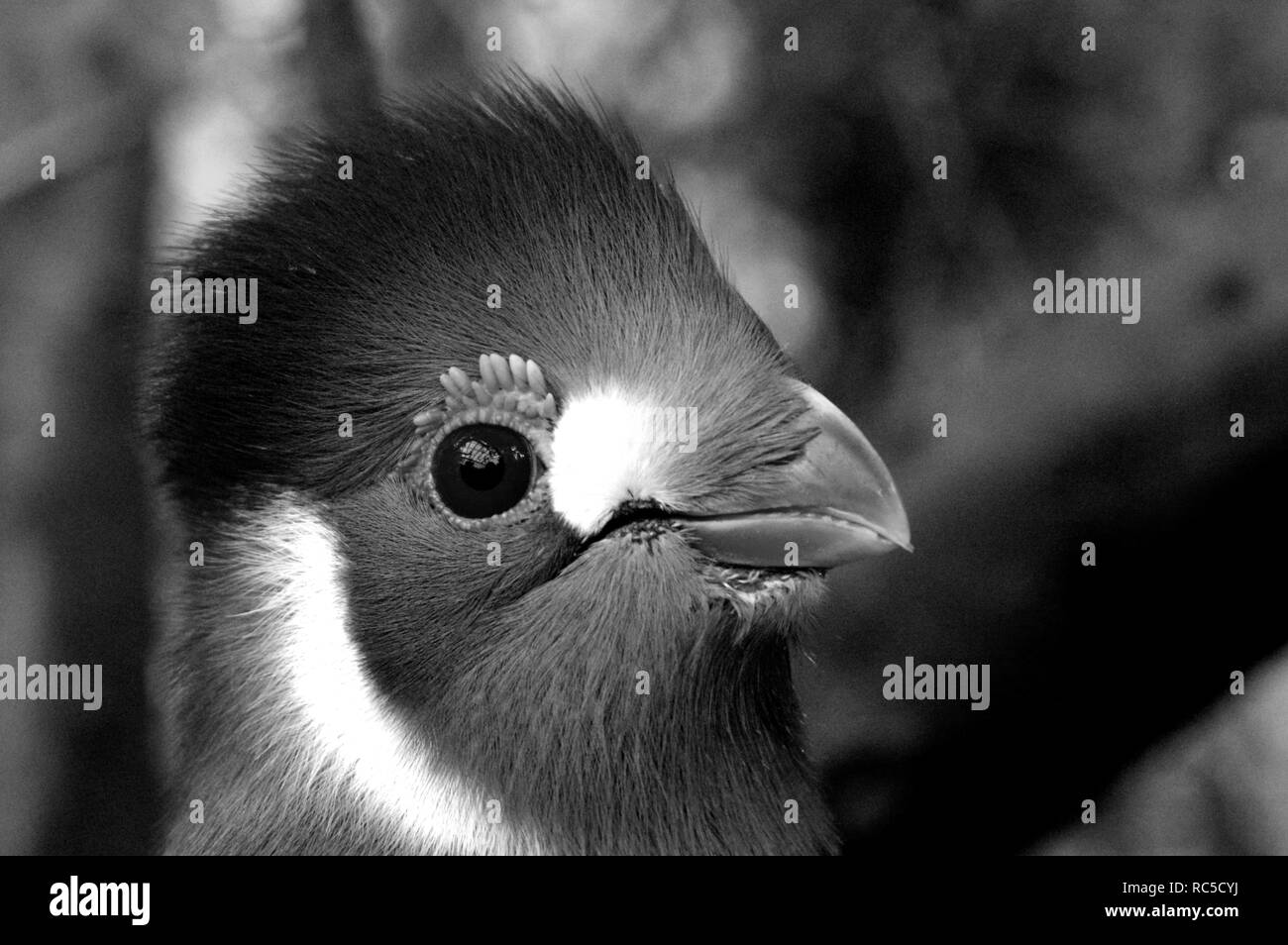 Outdoor bird shot Black and White Stock Photos & Images - Alamy