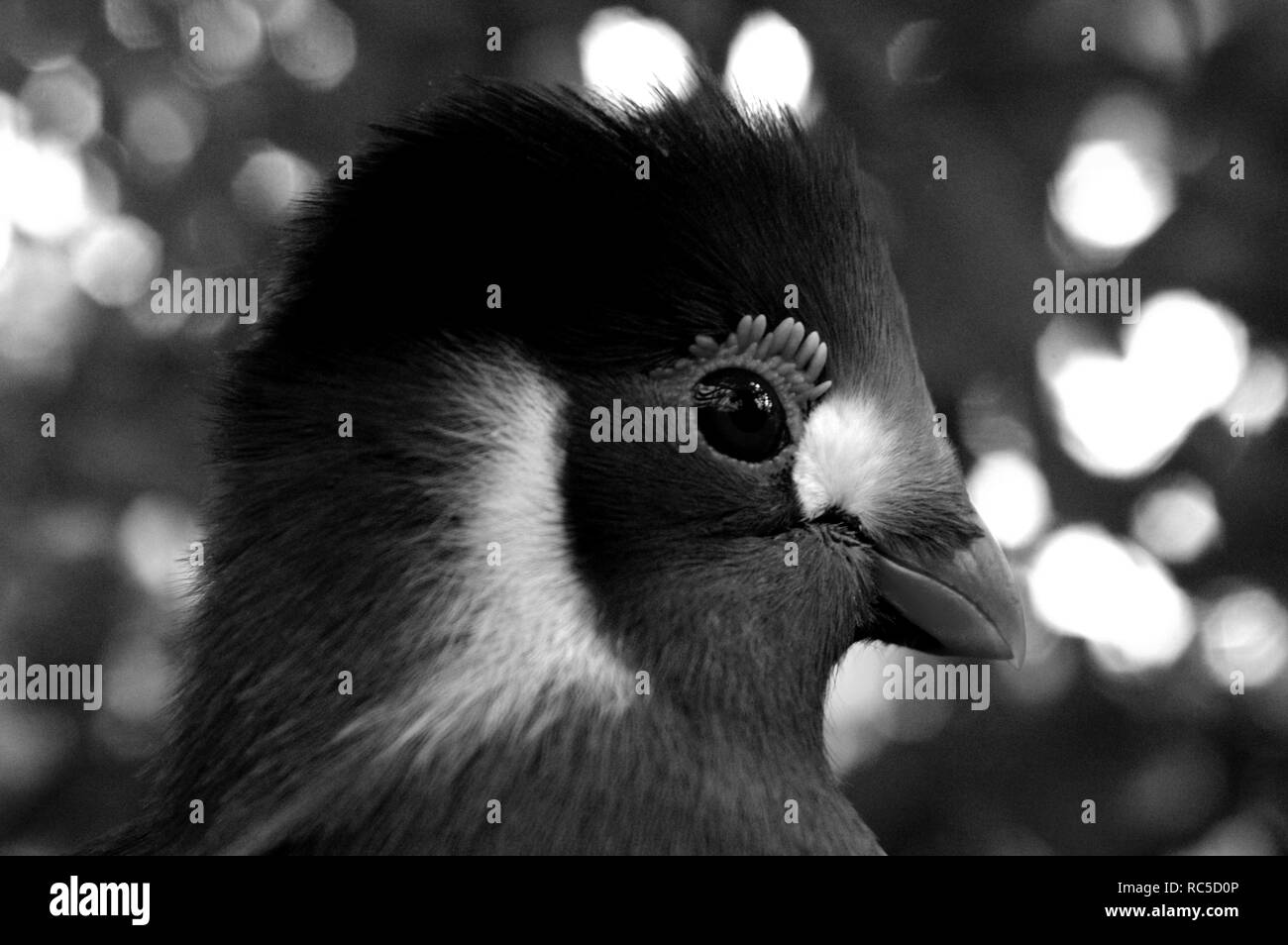 Close up head shot of beautiful bird Stock Photo - Alamy