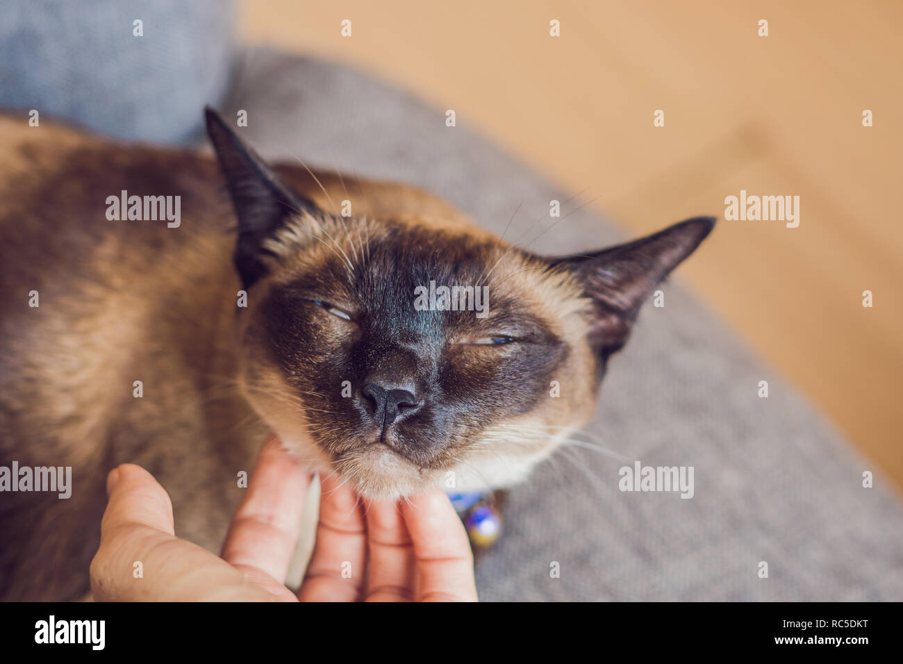 Why Do Cats Like Chin Scratches