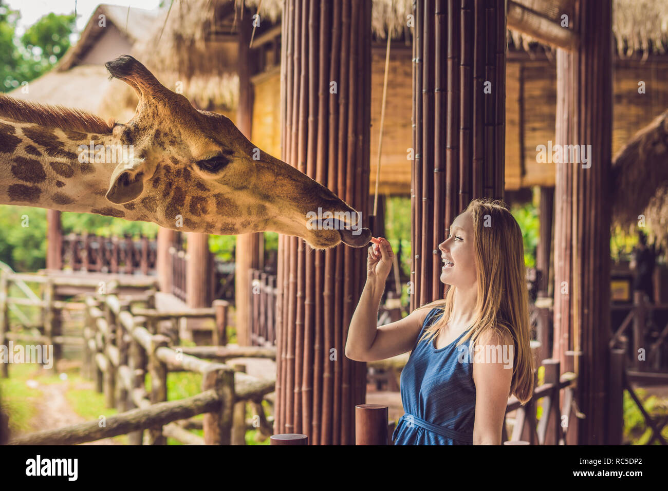 Happy young woman watching and feeding giraffe in zoo. Happy young ...