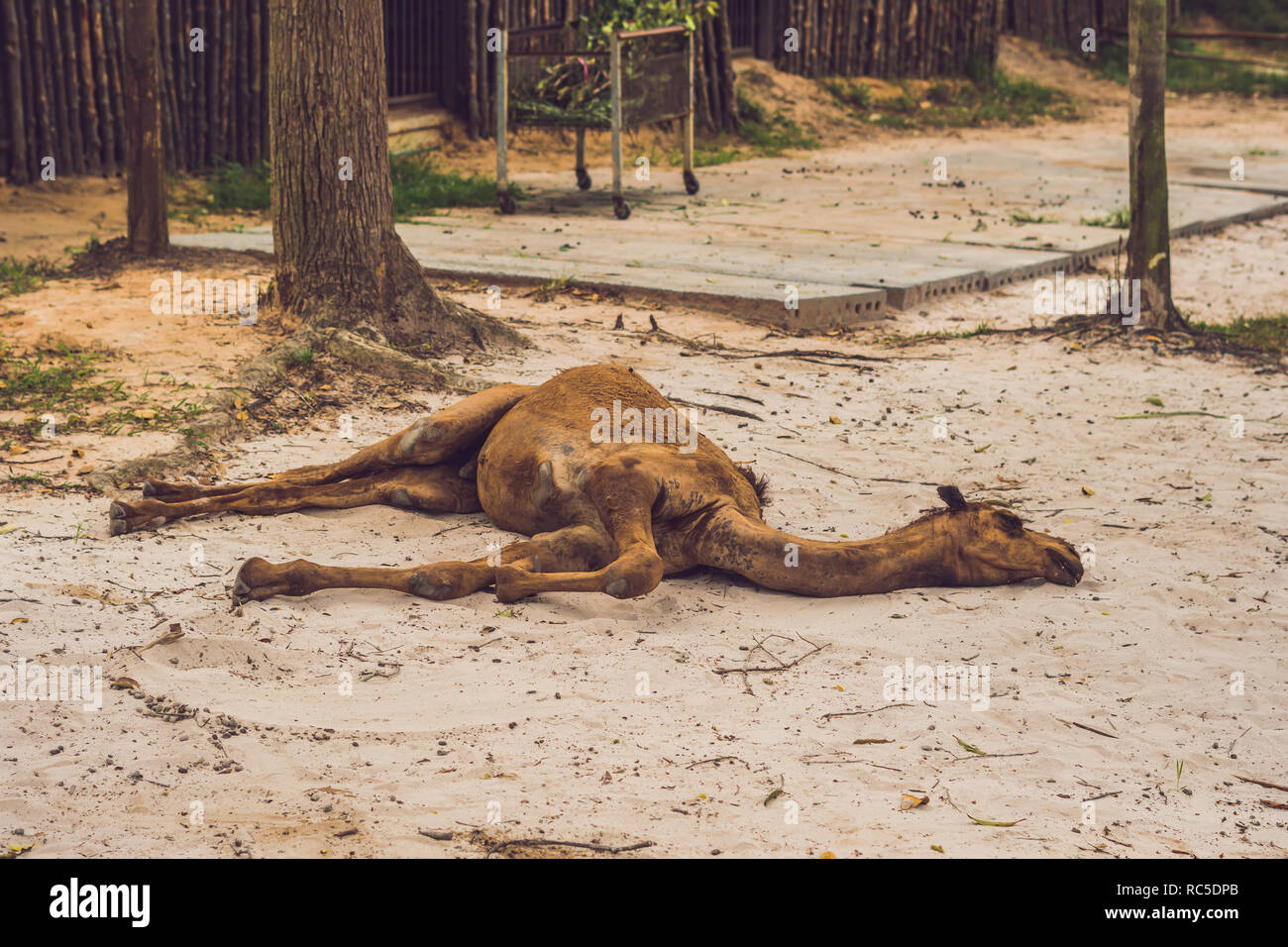 Dead Camel Desert High Resolution Stock Photography and Images - Alamy