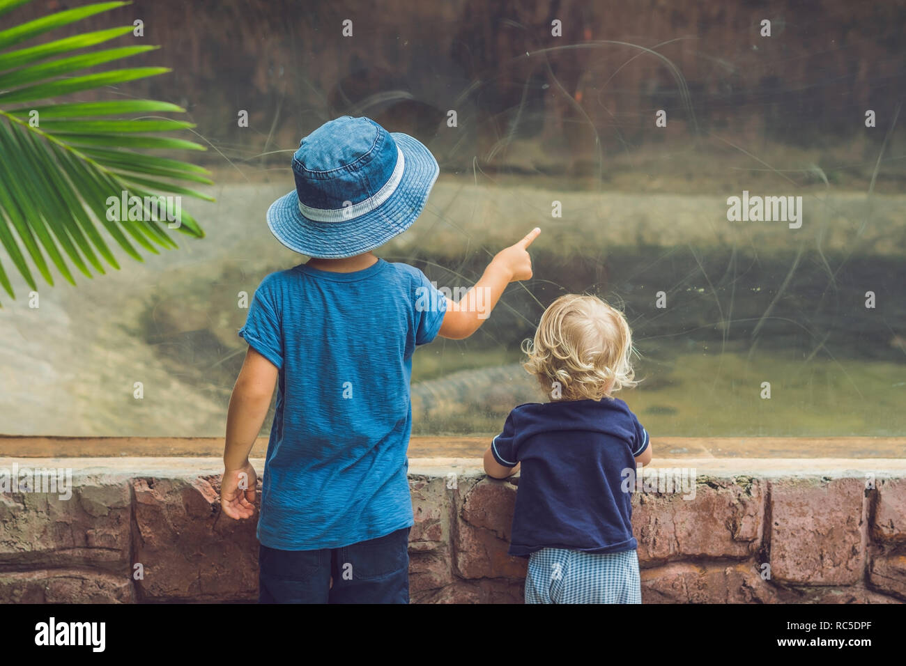 Boys watching reptiles in the terrarium Stock Photo - Alamy