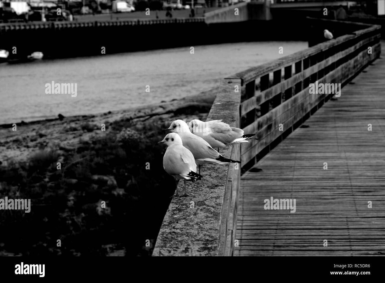 Wooden foot bridge with handrails Stock Photo - Alamy