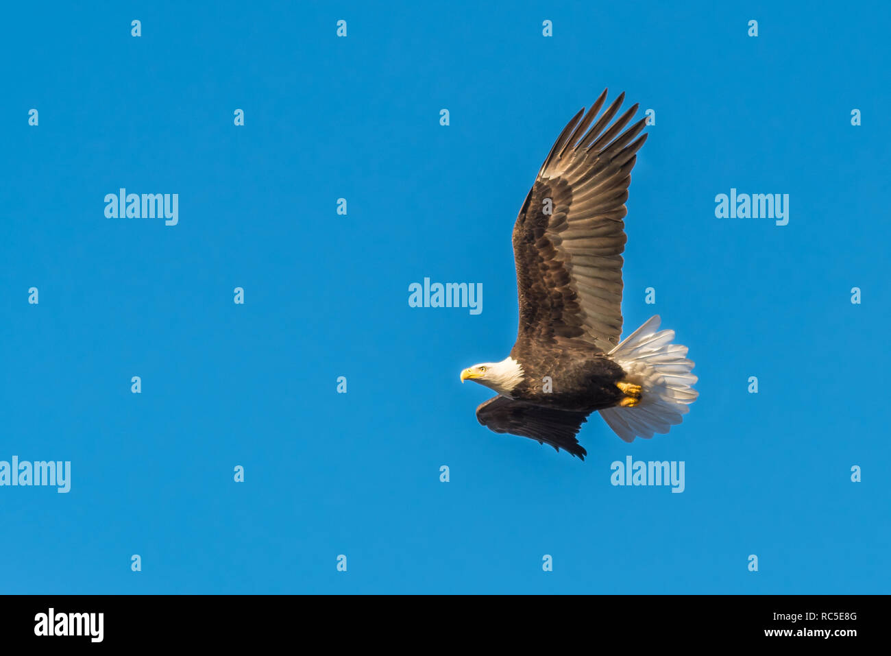 Flying bald eagle with blue sky background Stock Photo - Alamy