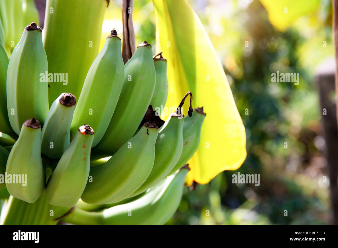 Banana of raw on tree in farm with the sunlight Stock Photo - Alamy