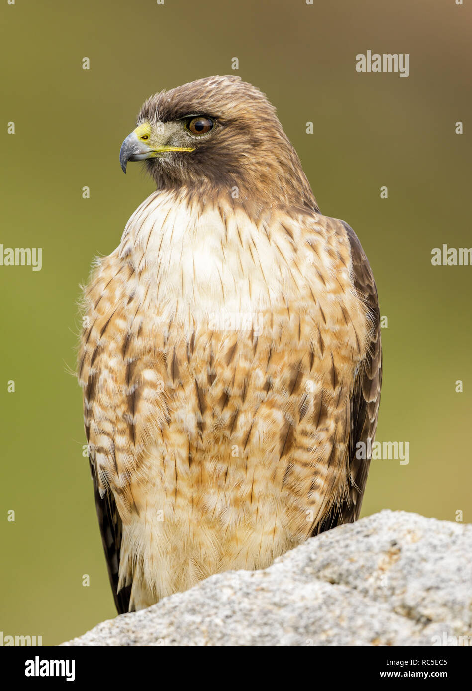 Red-tailed Hawk Adult Stock Photo - Alamy