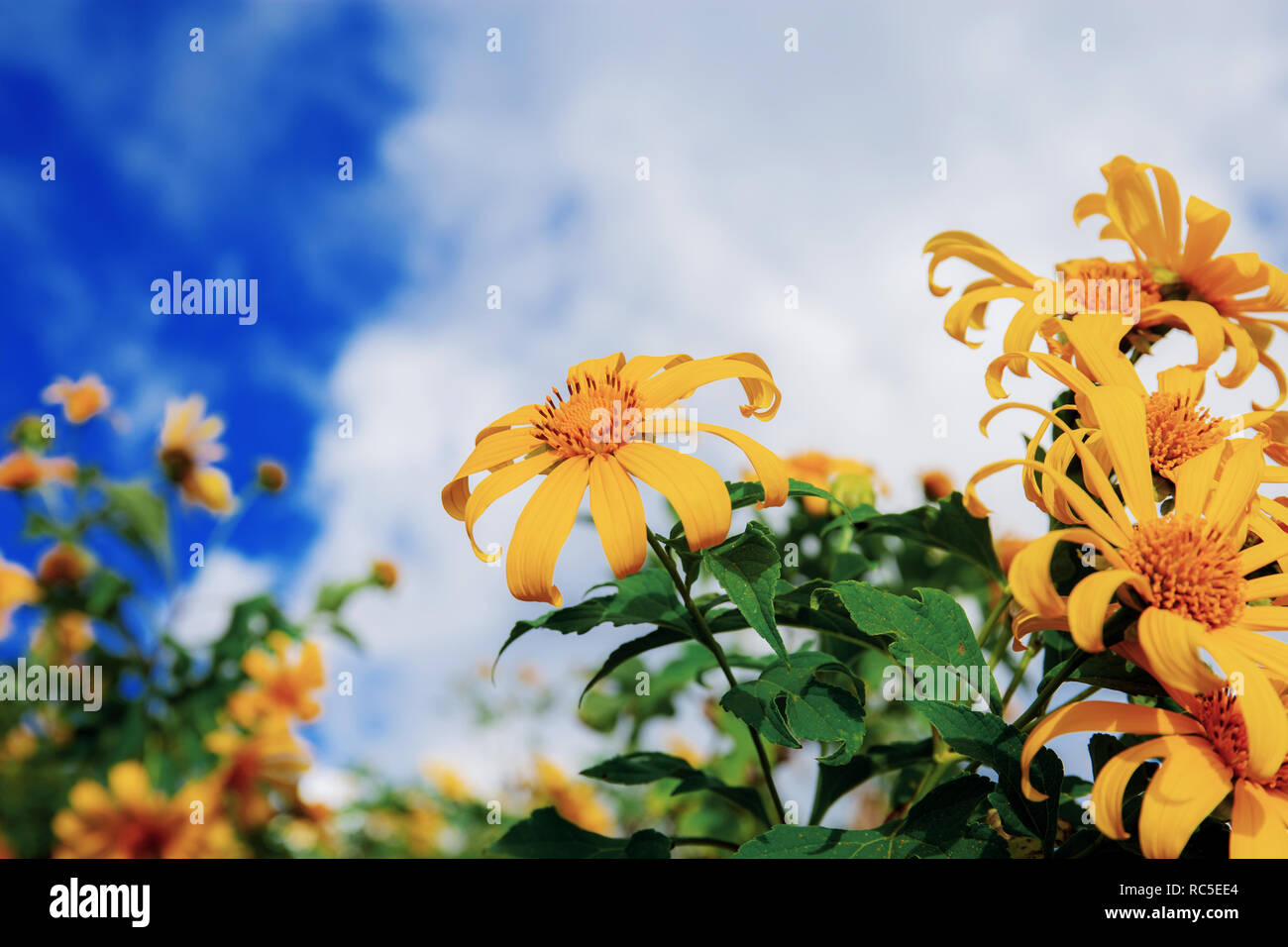 Bua tong flower at sky in the winter Stock Photo - Alamy
