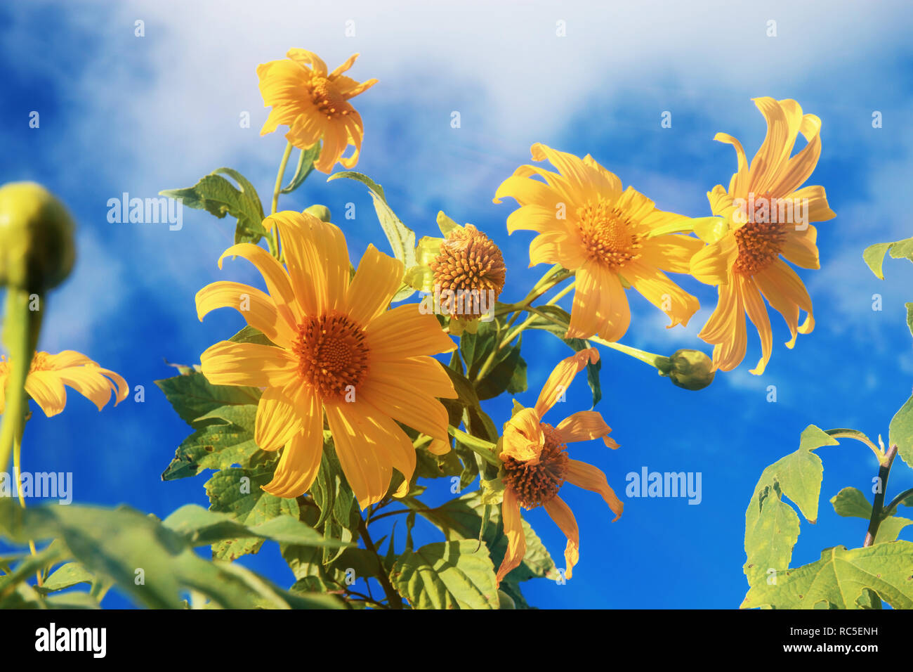 Bua tong flower at blue sky with the beautiful Stock Photo - Alamy