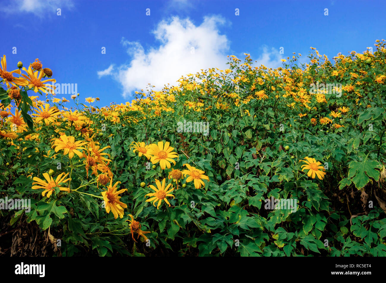 Bua tong flower with the beautiful at sky Stock Photo - Alamy
