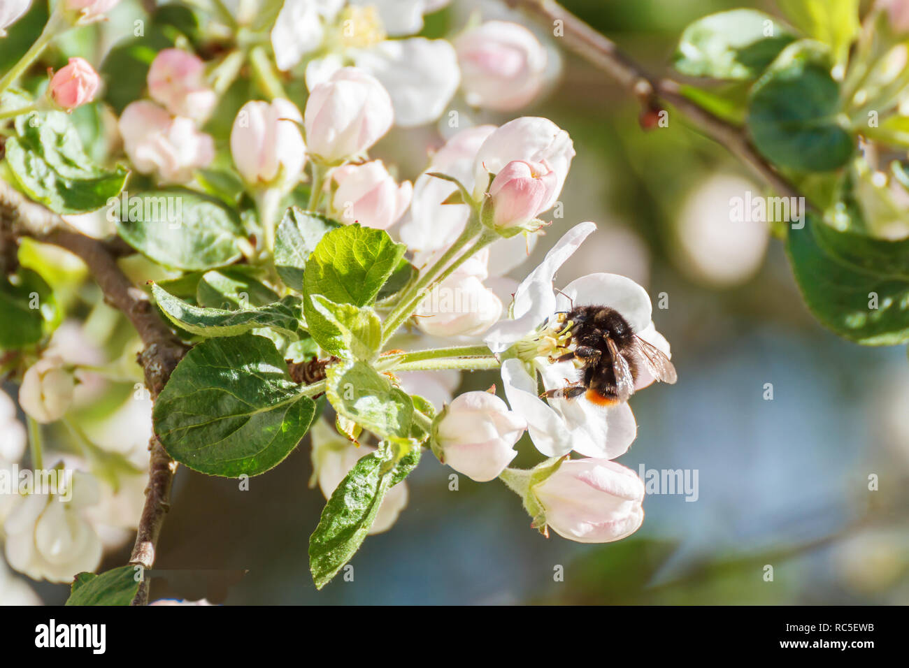 Bumblebee on apple tree at spring Stock Photo - Alamy