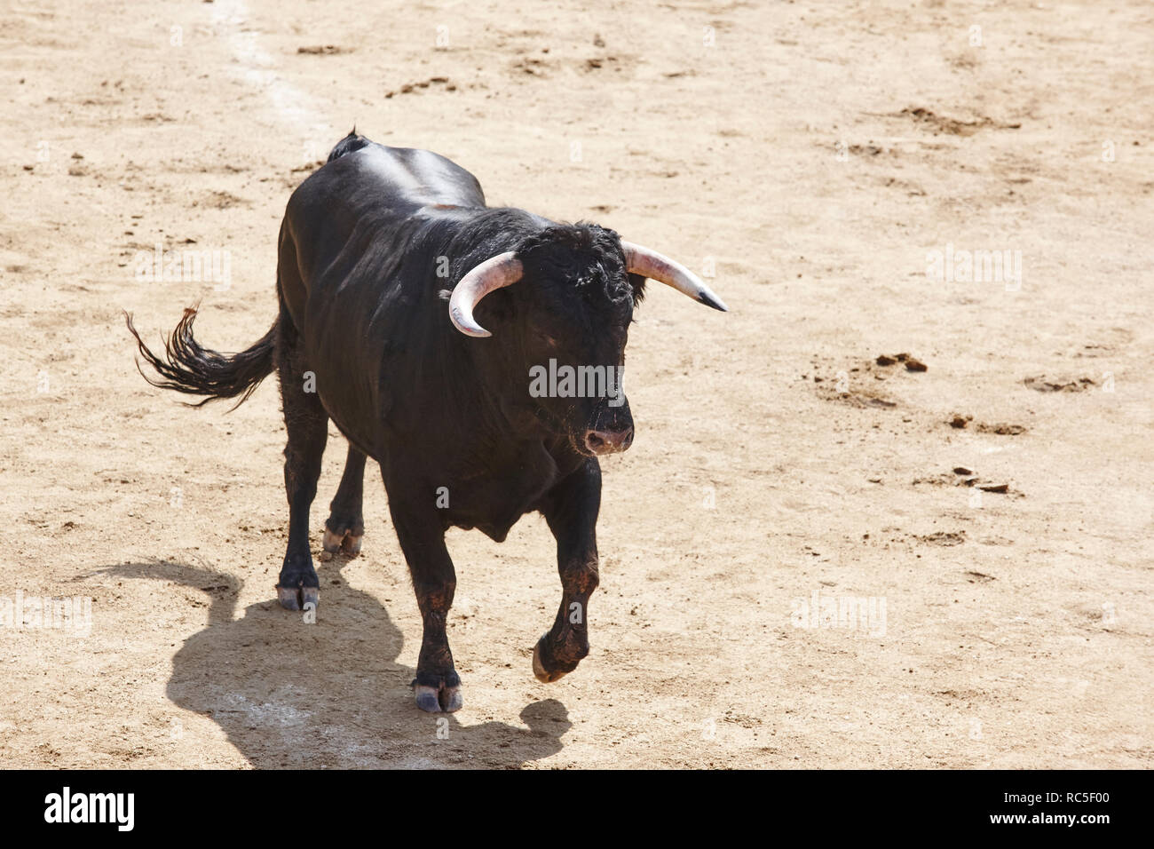 Fighting bull in the arena. Bullring. Toro bravo. Spain. Horizontal ...