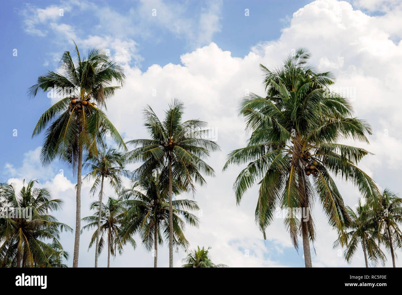Coconut tree with the sky in summer at sunlight Stock Photo - Alamy