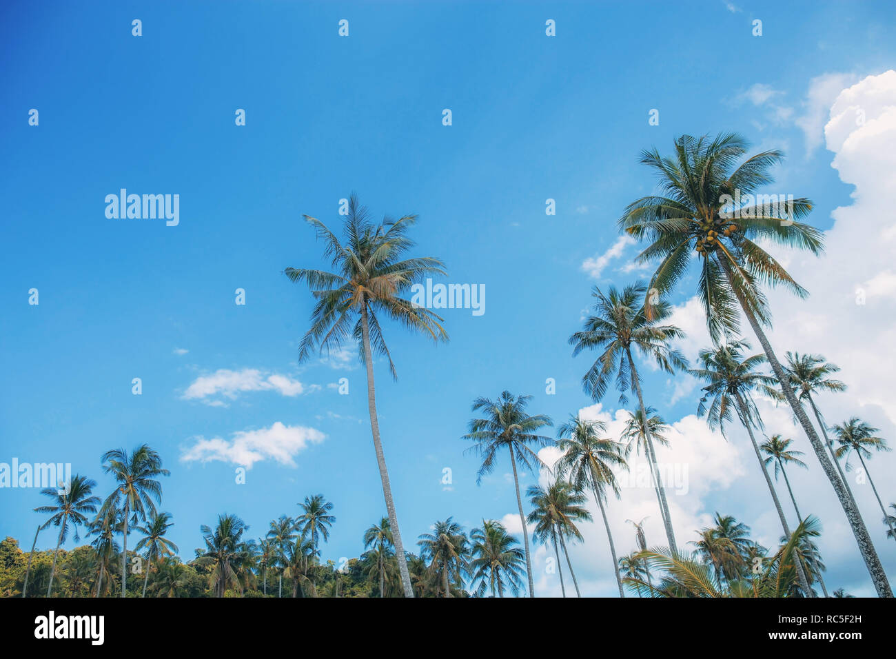 Coconut tree with the sky in summer at sea Stock Photo - Alamy