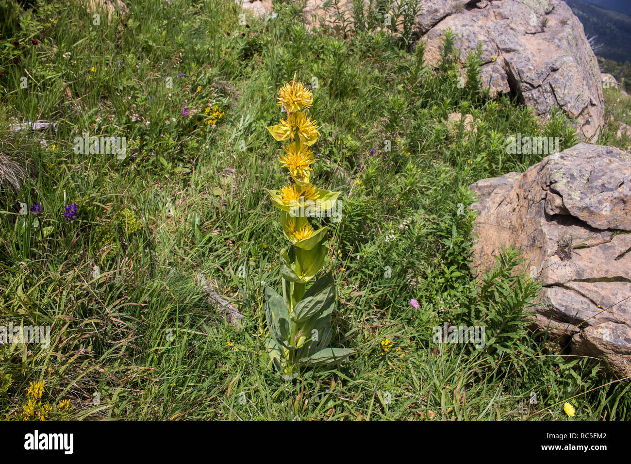 The great yellow gentian - Gentiana lutea Stock Photo - Alamy