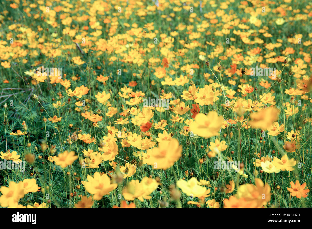 Yellow cosmos with the colorful at sunlight in garden Stock Photo - Alamy