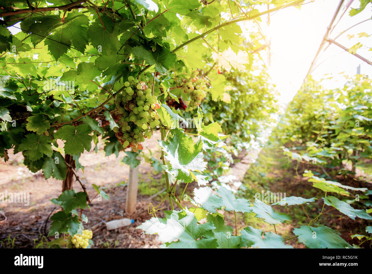 Grapes on tree with sunlight in vineyard Stock Photo - Alamy