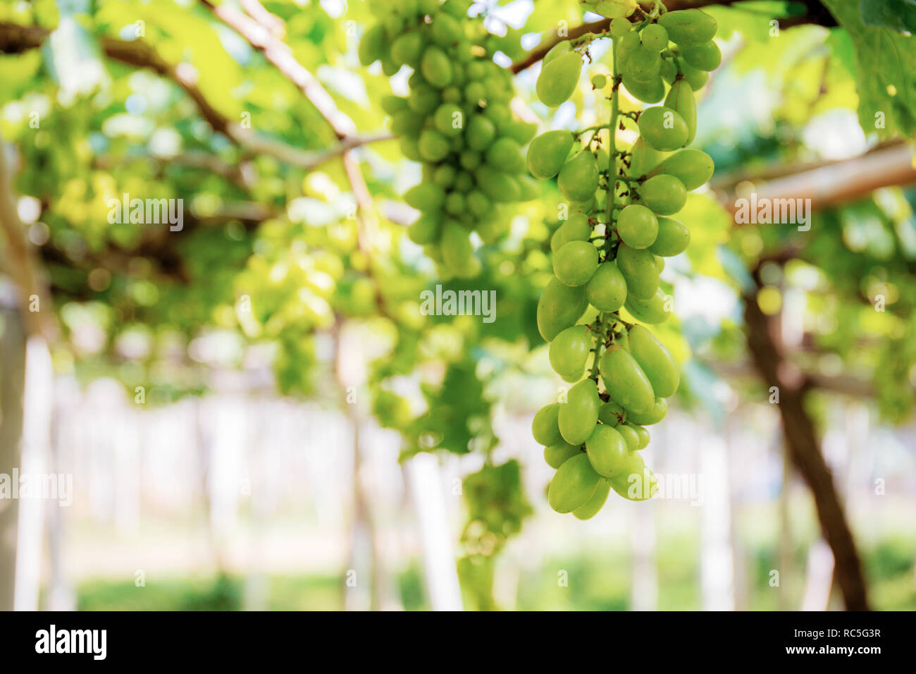 Grapes on tree in vineyard with sunlight in the winter Stock Photo - Alamy