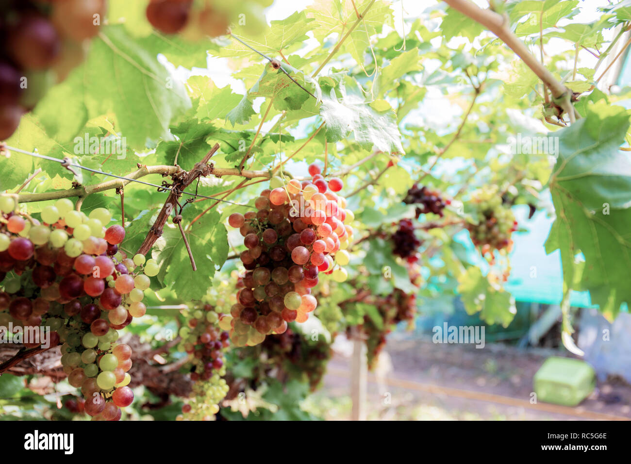 Grapes on tree in vineyard with sunlight Stock Photo - Alamy