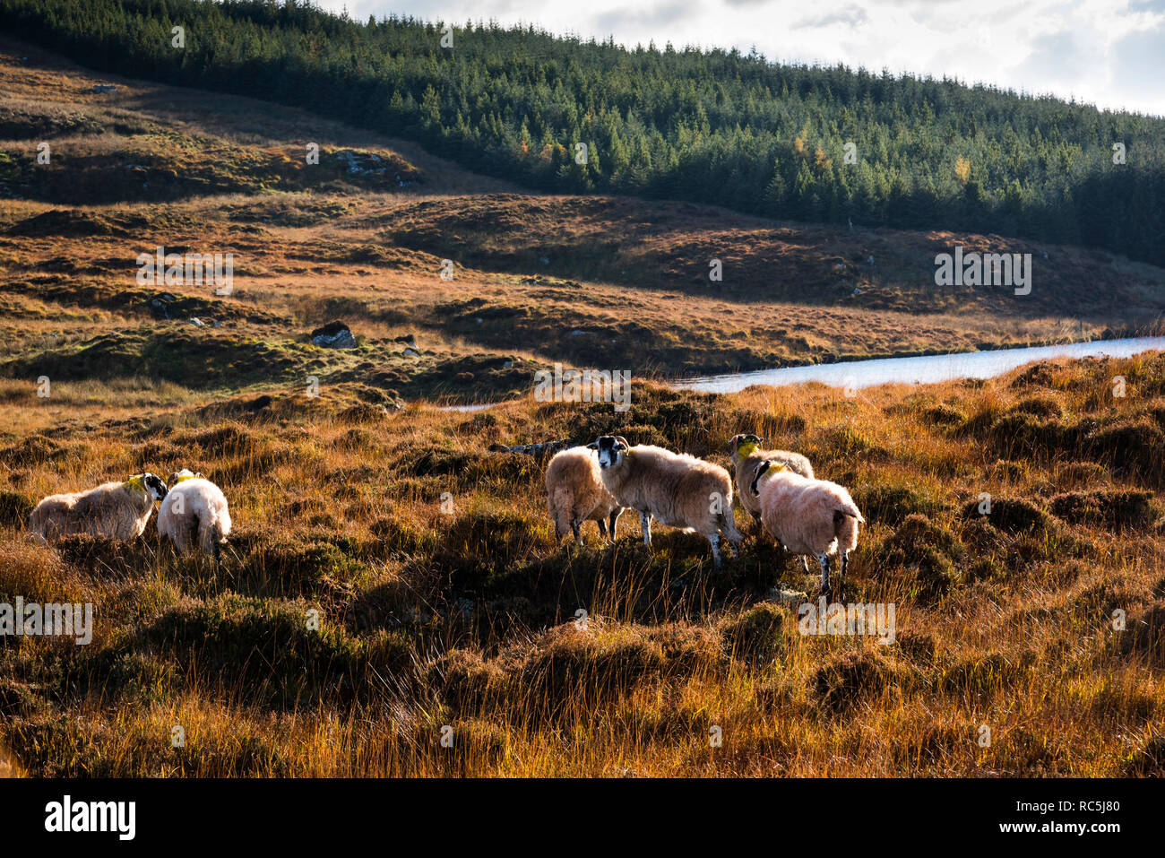 Blue stack mountains hi-res stock photography and images - Alamy