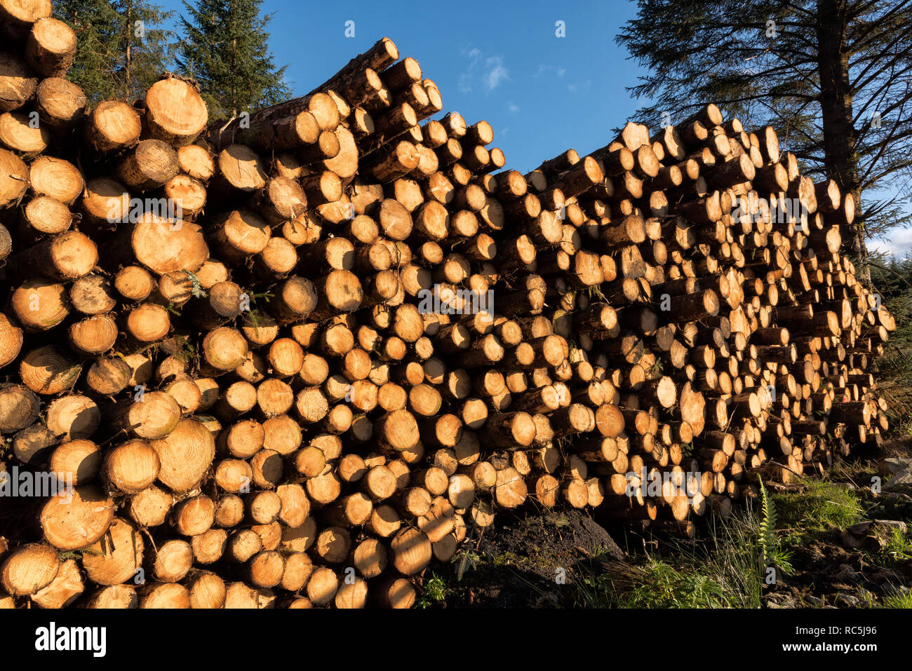 Pine Wood Timber cut and awaiting transport Stock Photo - Alamy