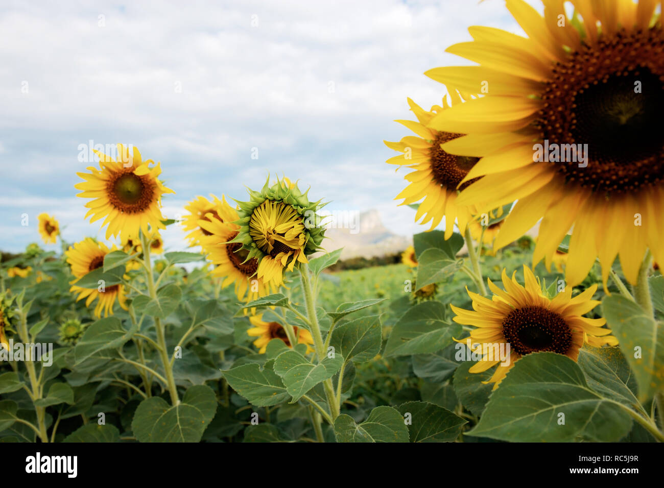 Sunflower of young with beautiful at sky in the winter Stock Photo - Alamy
