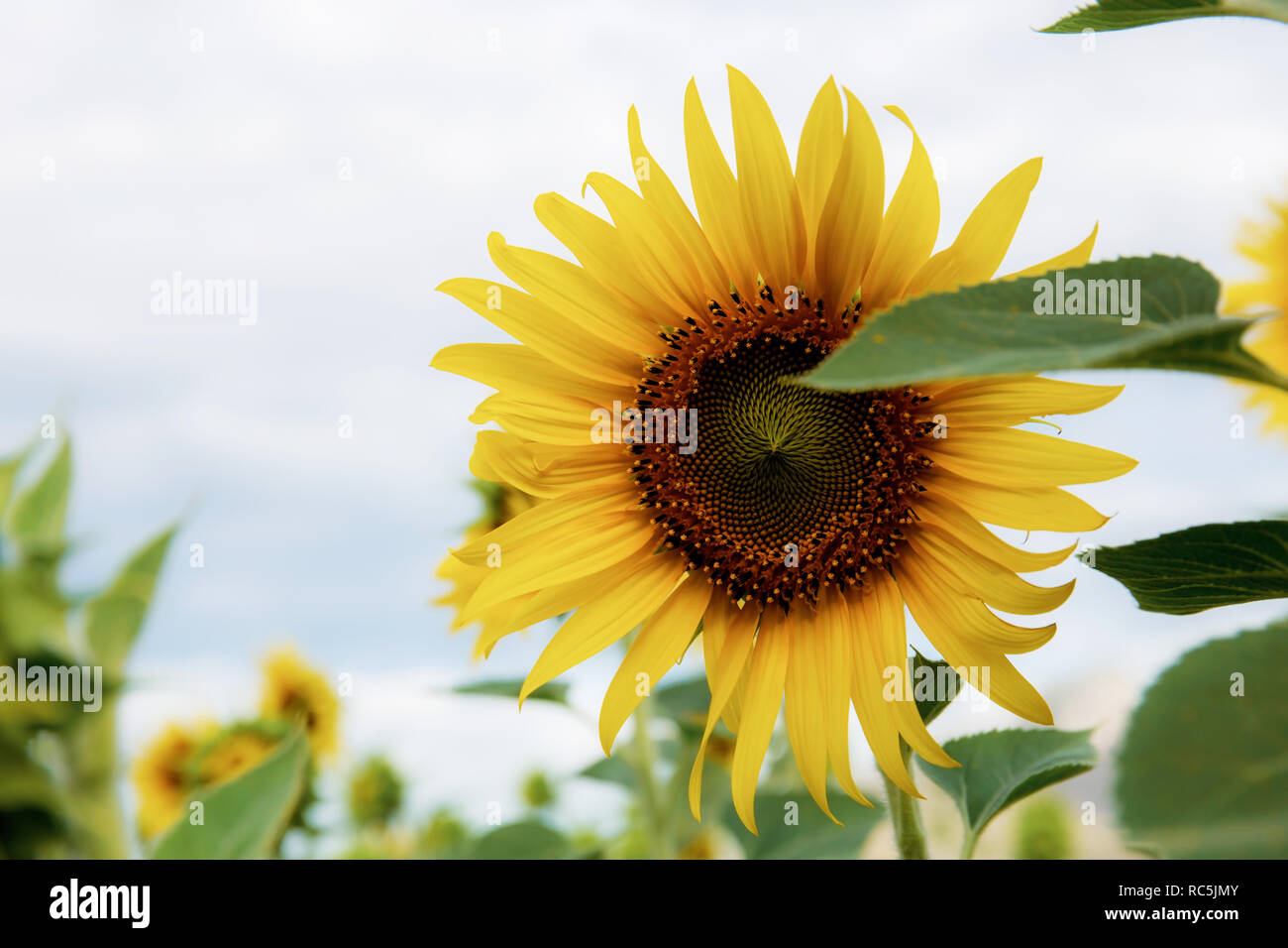 Sunflower with beautiful at sky in the winter Stock Photo - Alamy