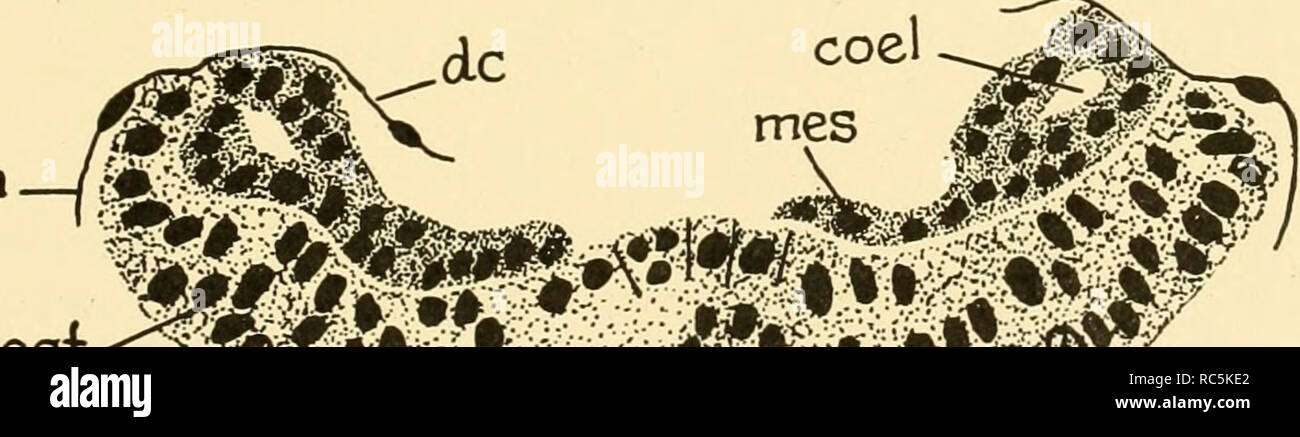 . Embryology of insects and myriapods; the developmental history of ...