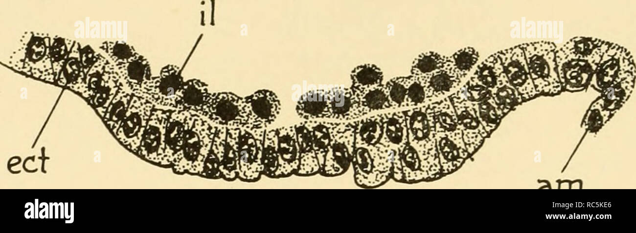 . Embryology of insects and myriapods; the developmental history of ...