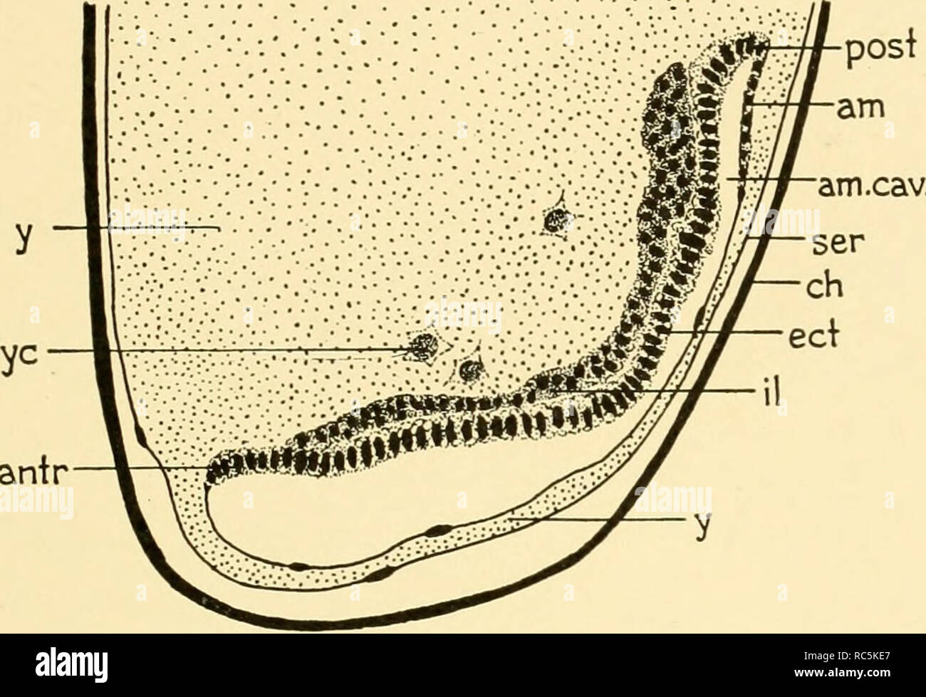 Prismatic epithelium hi-res stock photography and images - Alamy