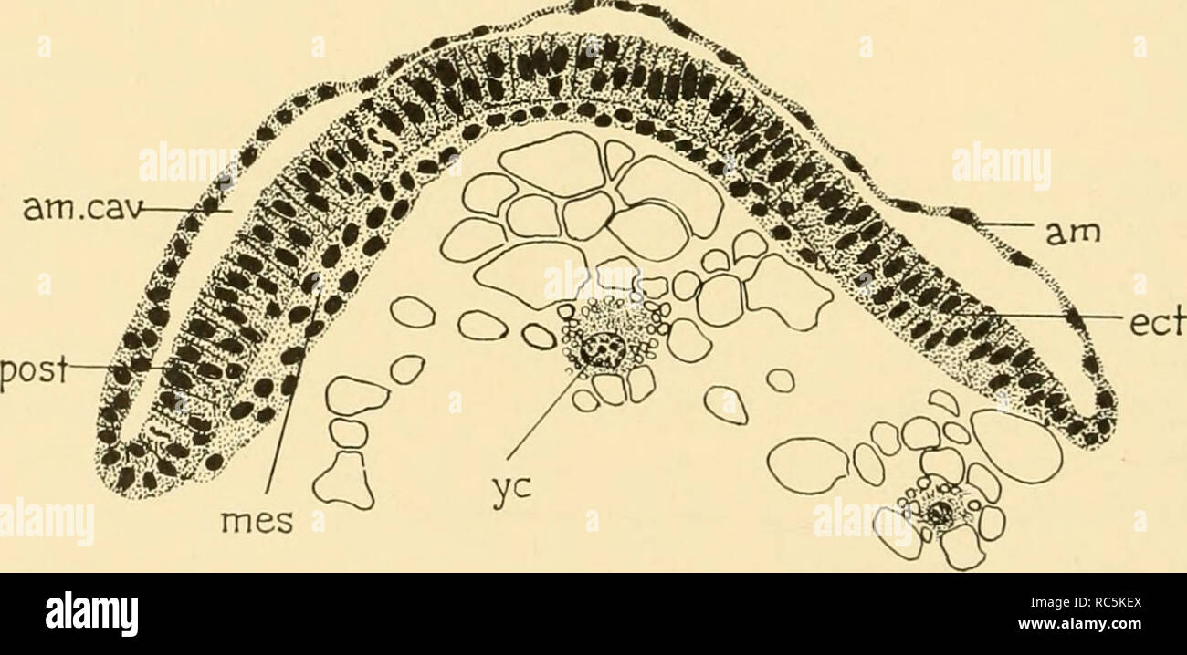 . Embryology of insects and myriapods; the developmental history of ...