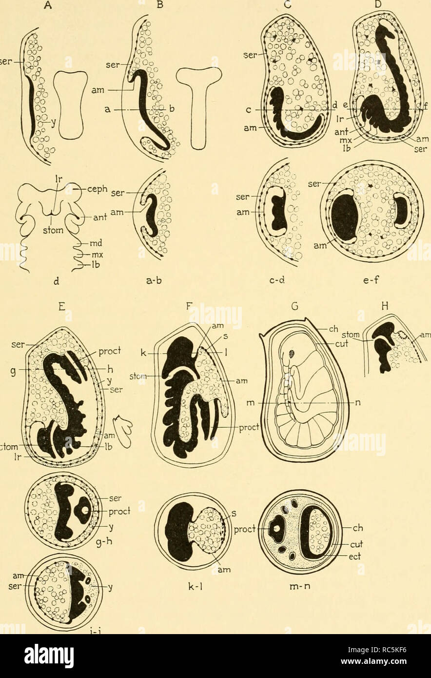 . Embryology of insects and myriapods; the developmental history of ...